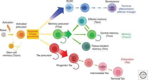 Memory T Cell Heterogeneity And Terminology