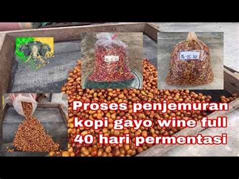 Cara Proses Pembuatan Kopi Wine Full 40 Hari Permentasi Sampai Proses