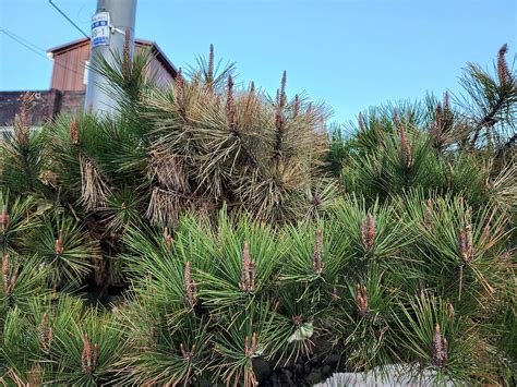 솔껍질깍지벌레 네이버 블로그