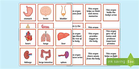 Organ Function Matching Cards Teacher Made Twinkl