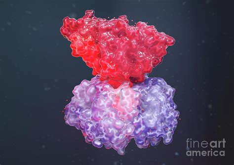 Cholera Toxin Molecule Photograph By Medical Graphicsmichael Hoffmann