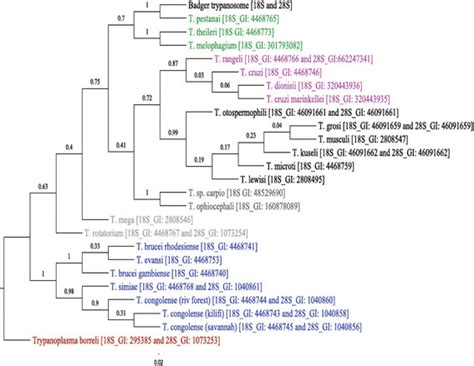 phylogenetic tree of concatenated ssu rrna and lsu rrna sequences of