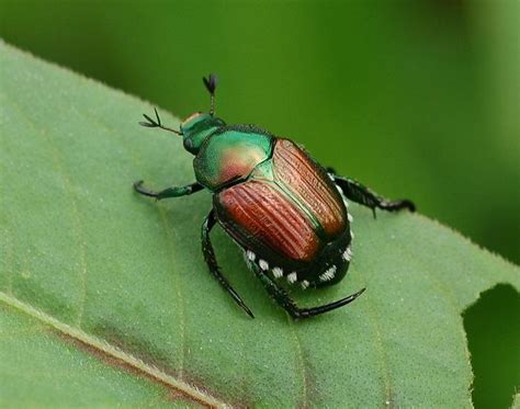 Japanese Beetle Identification Life Cycle Facts And Pictures