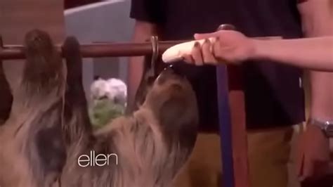 Sloth Shows Dick Eating Skills Xnxx Com