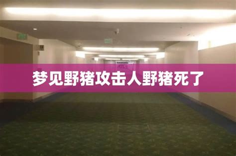 梦见野猪攻击人野猪死了 命理解梦