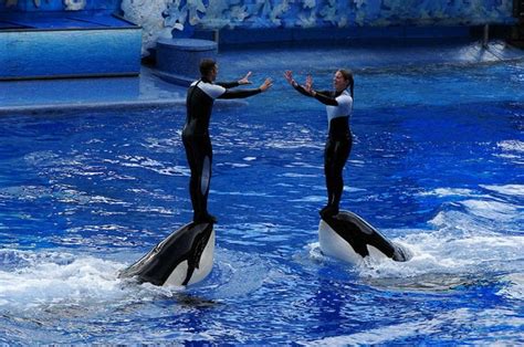 Why Seaworld Is Finally Doing Right By Orcas Scientific American Blog