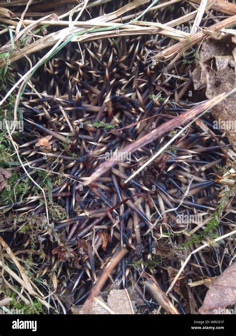 Spiked Seed Hi Res Stock Photography And Images Alamy