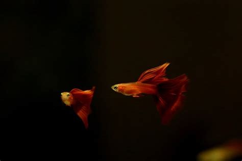 초보자를 위한 어항 세팅 필수 용품 가이드 처음부터 제대로 준비하자