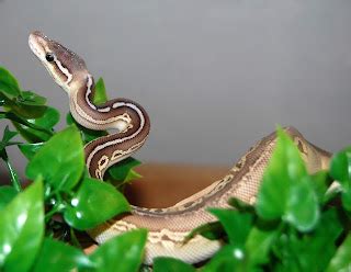 Art Life Newsblog Cute New Member Of The Family Python Regius