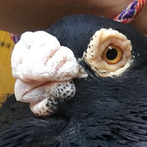 David Mellen Youtube