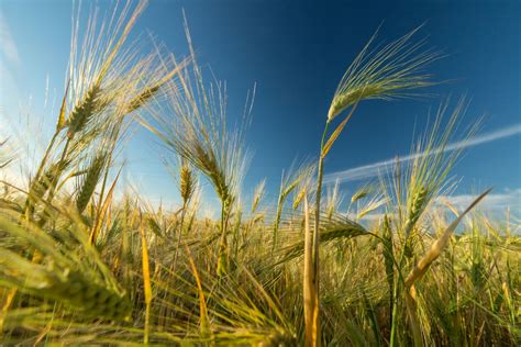 Types Of Barley Plants Barley Facts Ehtn