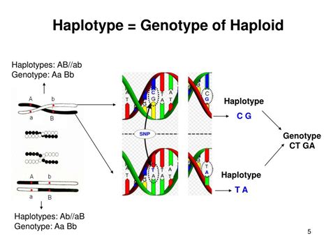 ppt haplotyping algorithm powerpoint presentation free download id