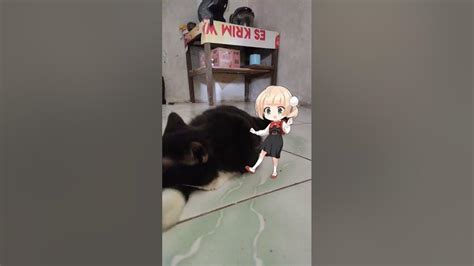 Cat And Shigure Ui Dance Youtube
