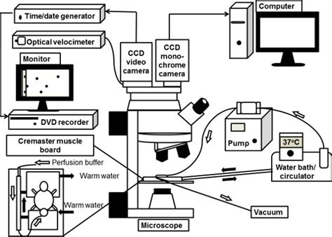 Tracking Neutrophil Intraluminal Crawling Transendothelial Migration And Chemotaxis In Tissue