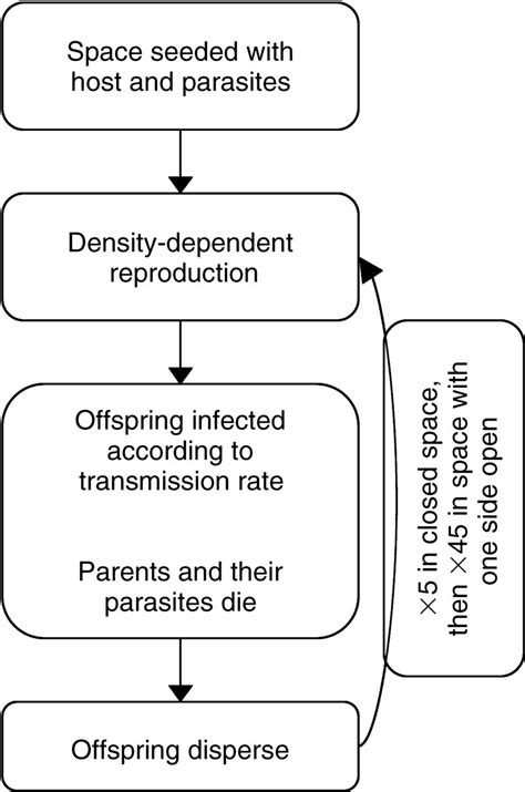 Schematic Of The Spatially Explicit Hostparasite Simulation Model The Download Scientific