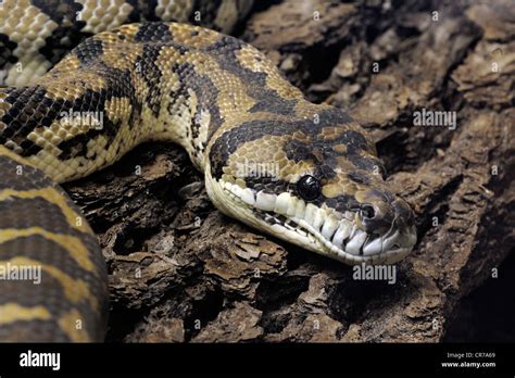 new world python