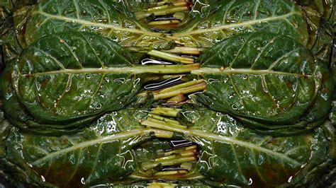 케일은 무조건 많이 사와서 이렇게 만드세요 한통 가득 담아도 남아나질 않습니다💯 평생 써먹는 케일 요리 만드는법🥇 케일장아찌 맛있게 만드는법 Youtube