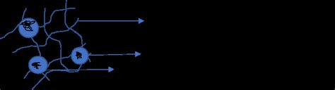5 Microparticle Encapsulation In Hydrogel Download Scientific Diagram
