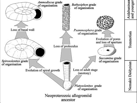 A Revised Hypothesis For The Phylogeny Of Early Foraminifera Based On Download Scientific