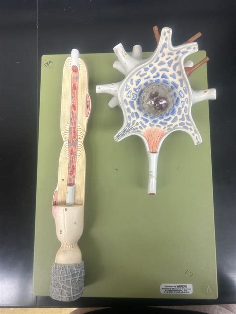 Diagram Of A Multipolar Motor Neuron Diagram Quizlet