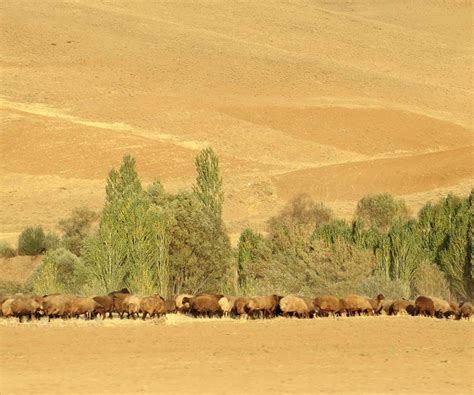 Azadeh Yasaman Delkūk