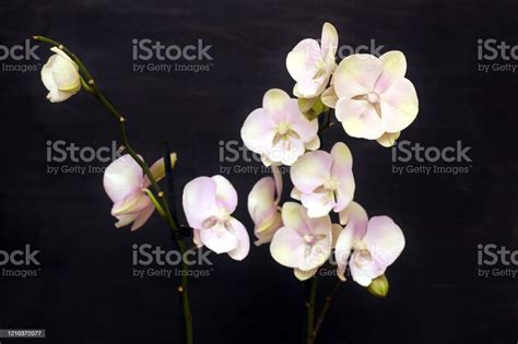 검은 배경에 큰 라일락 녹색 난초 꽃잎 홀리데이 카드를 위한 완벽한 블랭크 0명에 대한 스톡 사진 및 기타 이미지 0명 검정색 배경 결혼식 Istock