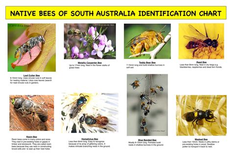 46 Free Printable Bee Identification Charts Pdf