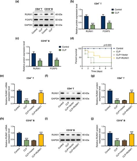 Table 1 From Effect Of Runx1foxp3 Axis On Apoptosis Of T And B