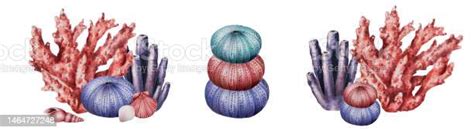 산호 성게 및 조개가있는 수채화 구성 흰색 고립된 배경에 수중 생물 물체를 손으로 칠하는 클립아트 디자이너 장식 엽서 포장지 스크랩북 표지 초대장 웨딩 디자인 포스터 및