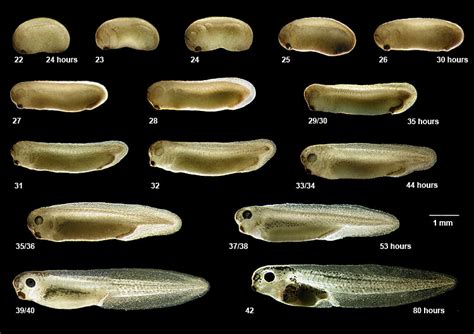 Tadpole Laboratory Tadpoles