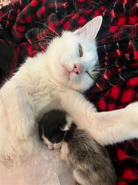 Tarushi Chaudhary On Linkedin Catboss Cno Napculture Delegationdoneright Felineleadership