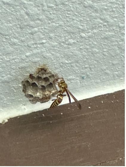 Wasp Bugguide Net