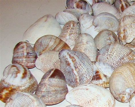 Common Slipper Shells For Your Home Decor Or Crafts Lot Of 35 Pieces Etsy