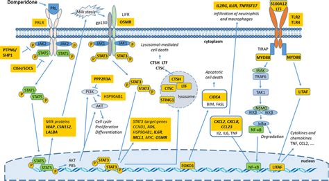 Schematic Representation Of Transcriptomic Adaptations And Molecular