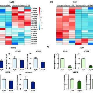 Differential Expression Patterns Of Mitochondrial Respiratory