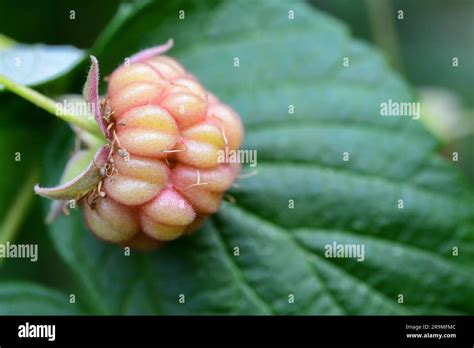 Raspberry Rubus Fruit In Various Stages Of Development Rubus