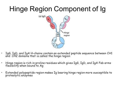 Antibodies Structure And Function Ppt Video Online Download