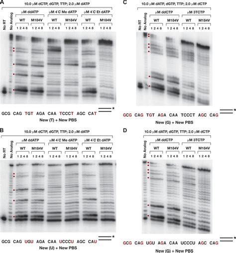 In Vitro Dna Polymerase Assays Using Purified Recombinant Hiv 1 Rt Wt