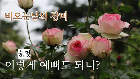 비오는 정원에서 눈부시게 피어난 에덴로즈 클레마티스와 장미의 완벽 조합 장미 정원 Youtube