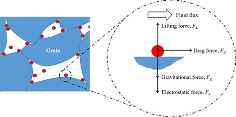 Schematic Of Fines In Porous Media And Forces On Attached Fines On The Download Scientific