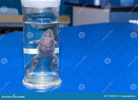 Specimen Dissection Course At Terry Prater Blog