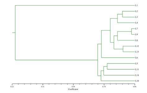 upgma dendrogram showing clustering of 14 genotypes of brinjal based on