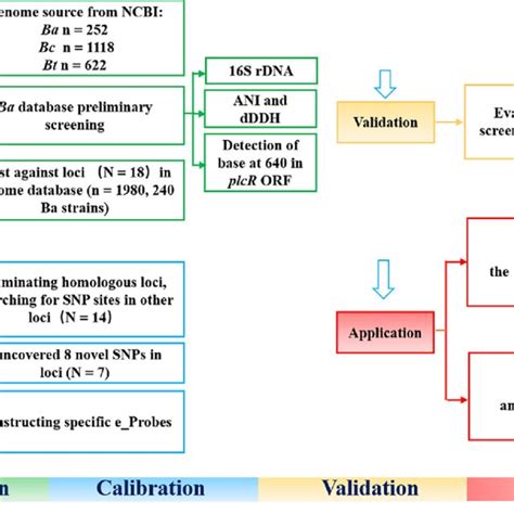 Development Of Bacillus Anthracis Identification Methods In Silico And Download Scientific