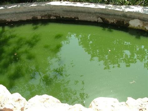 How To Get Rid Of Algae In Your Pool Pool Research