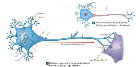 Neuron Telodendria Anatomy Diagram