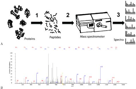 Overview Of Shotgun Proteomics Data Production A Schematic Of A Download Scientific Diagram
