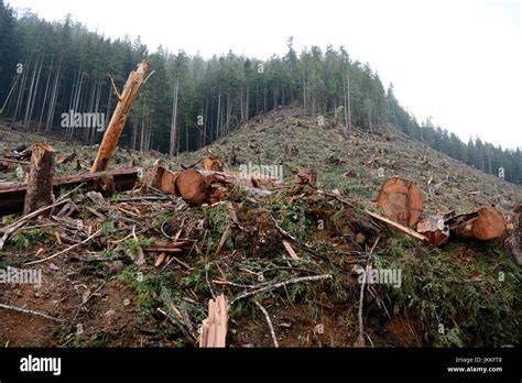 Logs And Tree Slash On A Logging Clearcut Site In An Old Growth Temperate Rainforest Near Port