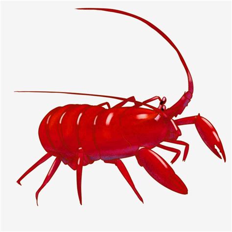 붉은 랍스터 의인화 된 만화 일러스트 랍스터 클립 아트 붉은 랍스터 의인화 한 가재 Png 일러스트 및 Psd 이미지 무료 다운로드 Pngtree