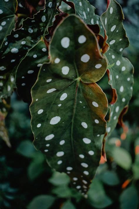 How To Prune Begonia Green Packs