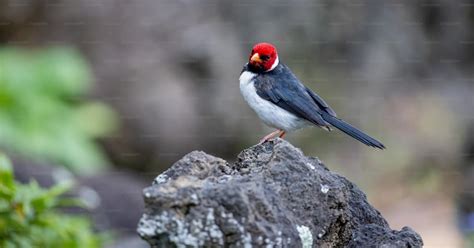빨간 머리를 가진 작은 새가 바위 위에 앉아 있다 사진 Unsplash의 마리 이미지